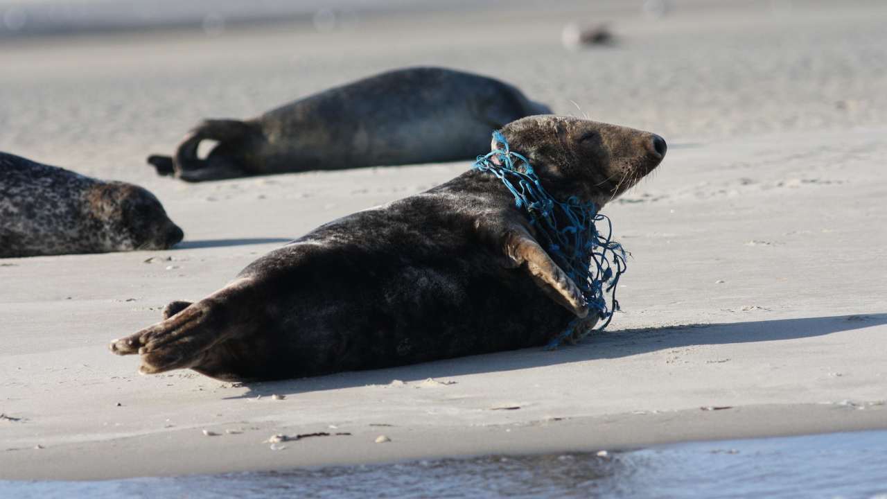 La lotta al marine litter | Italia e Croazia alleate contro questa ...