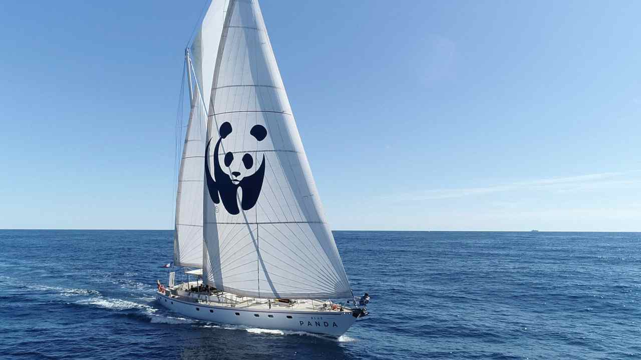 Il viaggio del "Panda Blu" lungo il Mediterraneo: scopriamo di cosa si ...