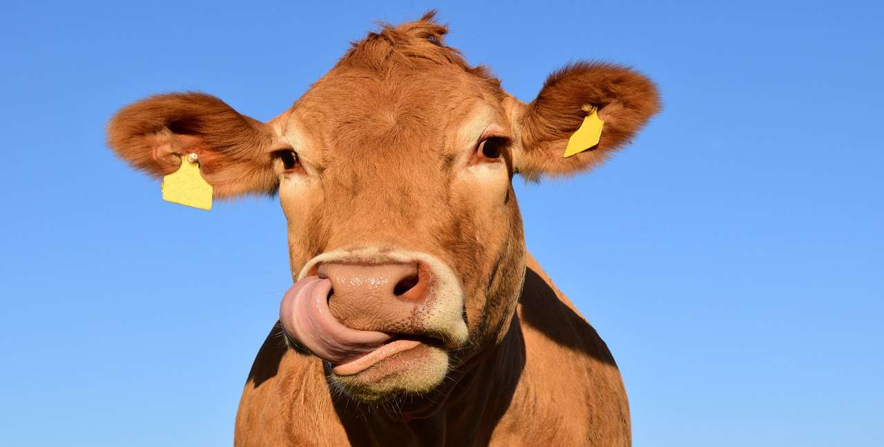 Hai mai visto una mucca allattare cani? Ecco le immagini